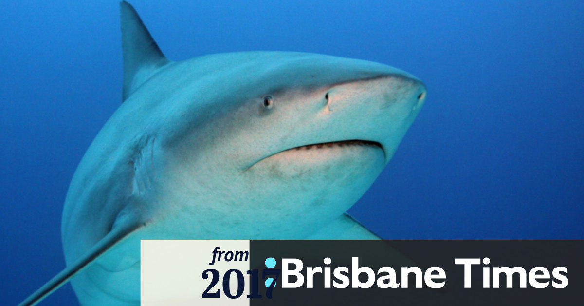 Shark attack off north Queensland: Man stranded on remote island after ...