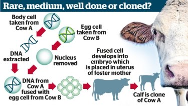 Why you could be eating a steak from a cloned cow in two years, no bull