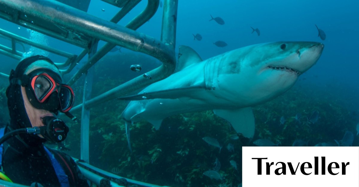 Eyre Peninsula, South Australia: Get hooked on sharks with great white ...