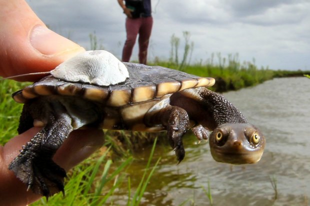 Eastern long-necked Turtles