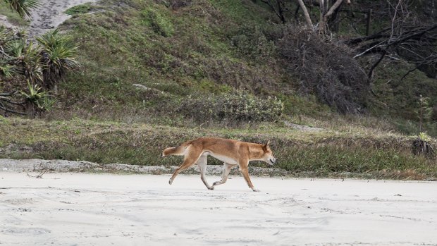 The ten best Australian beaches to see wildlife