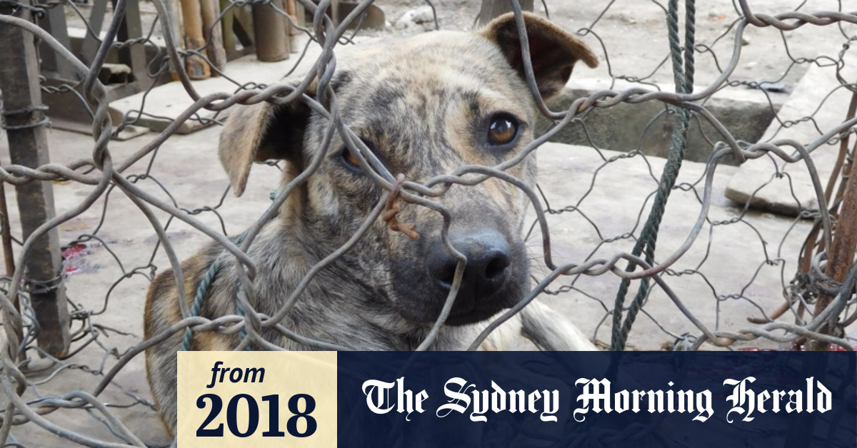 Sickening footage of dog slaughter at Indonesian markets released