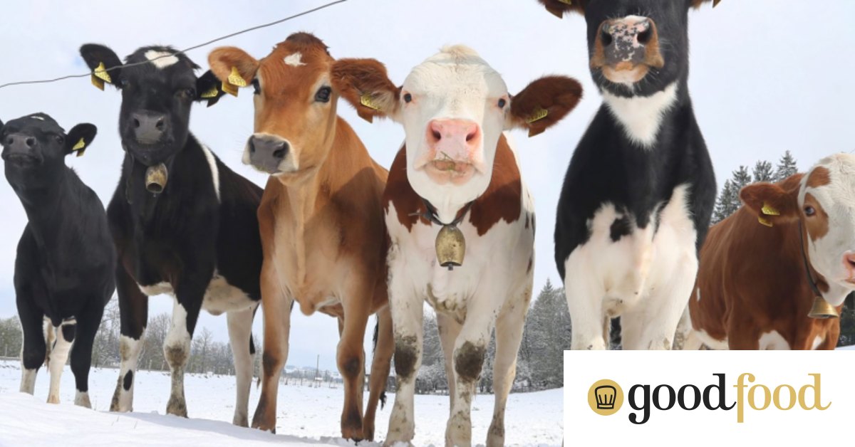 The surprising number of American adults who think chocolate milk comes from brown cows