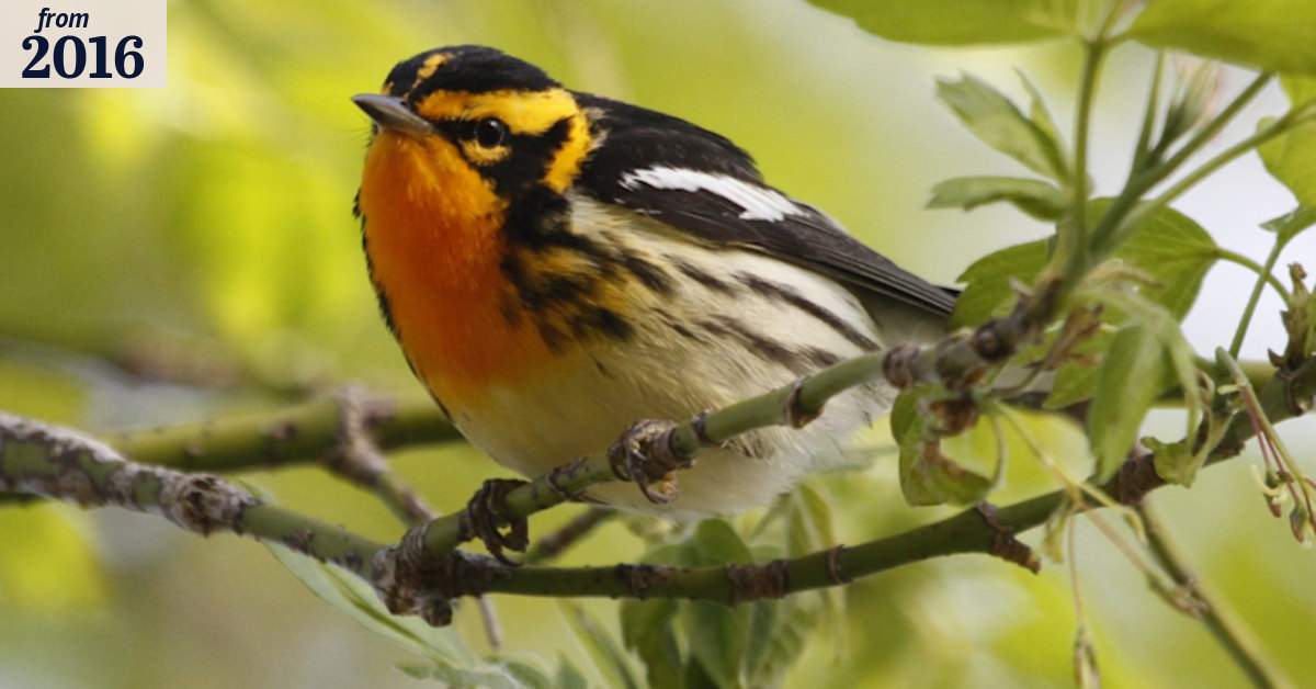 Google doodle June 9 2016: who is birdwatcher Phoebe Snetsinger?
