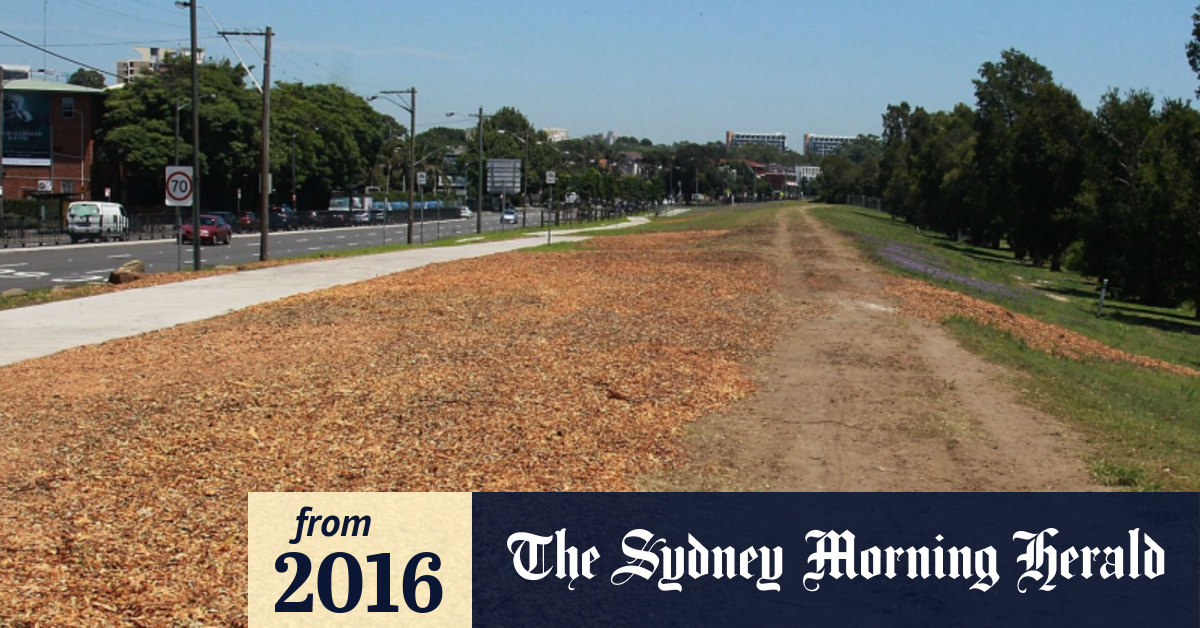Sydney light rail: scores of trees cut down