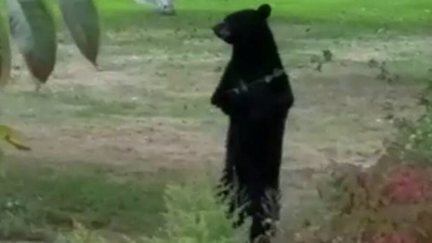bear walking upright