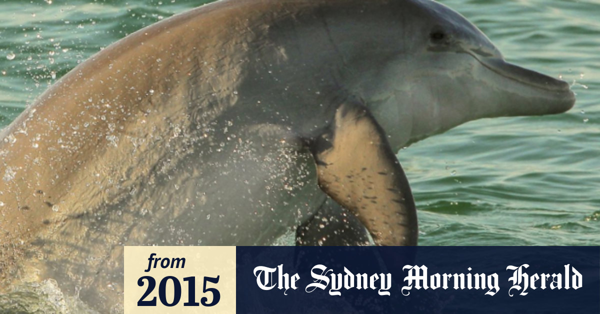 Hamas has captured an Israeli spy dolphin, according to reports