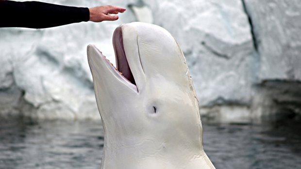 Churchill, Canada: The only place in the world where you can kiss a beluga