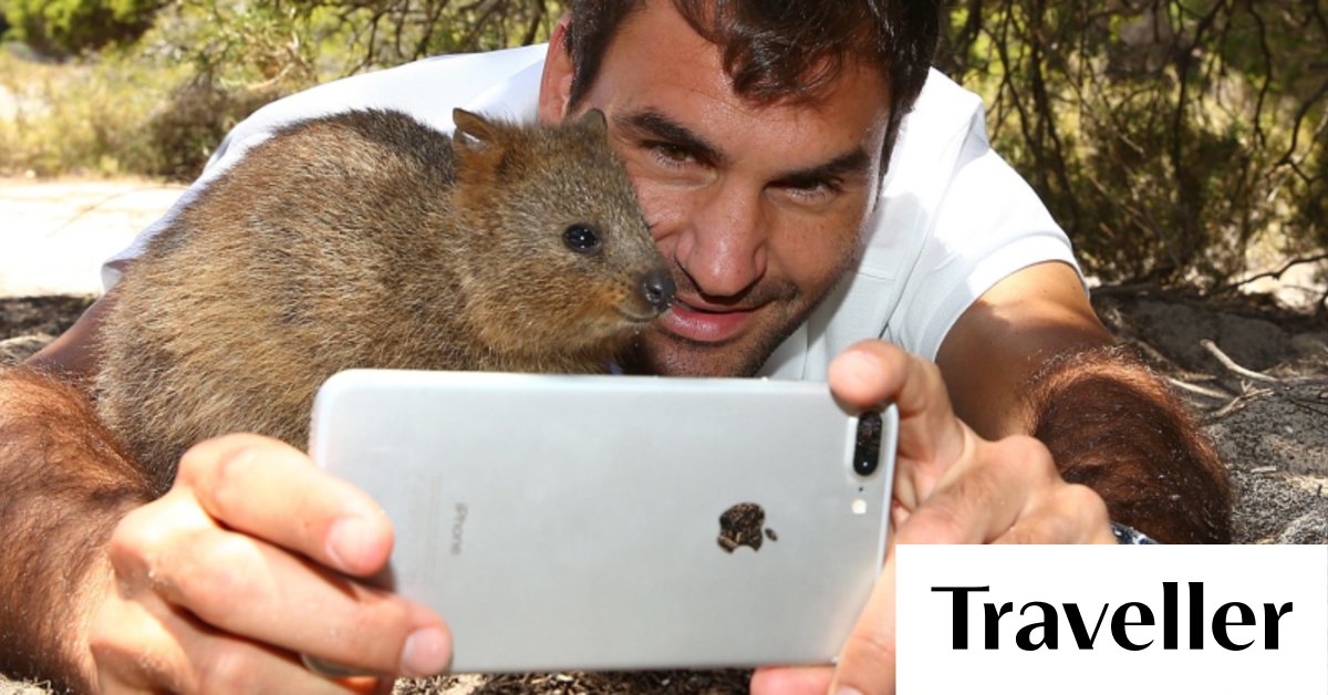 Rottnest Island quokkas: The big problem with selfies with 'the world's ...