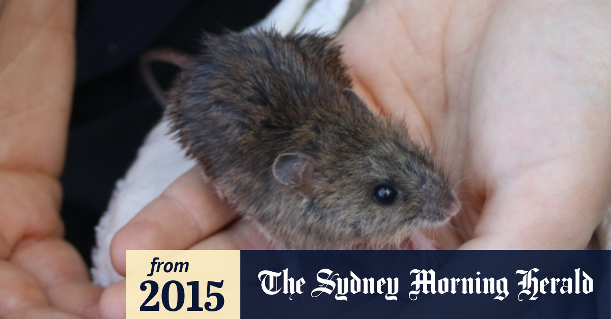 One of Victoria's rarest rodents, the New Holland mouse, found at ...