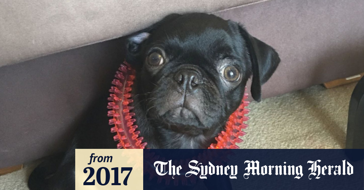 Egg, the missing pet pug dog, has died, police say