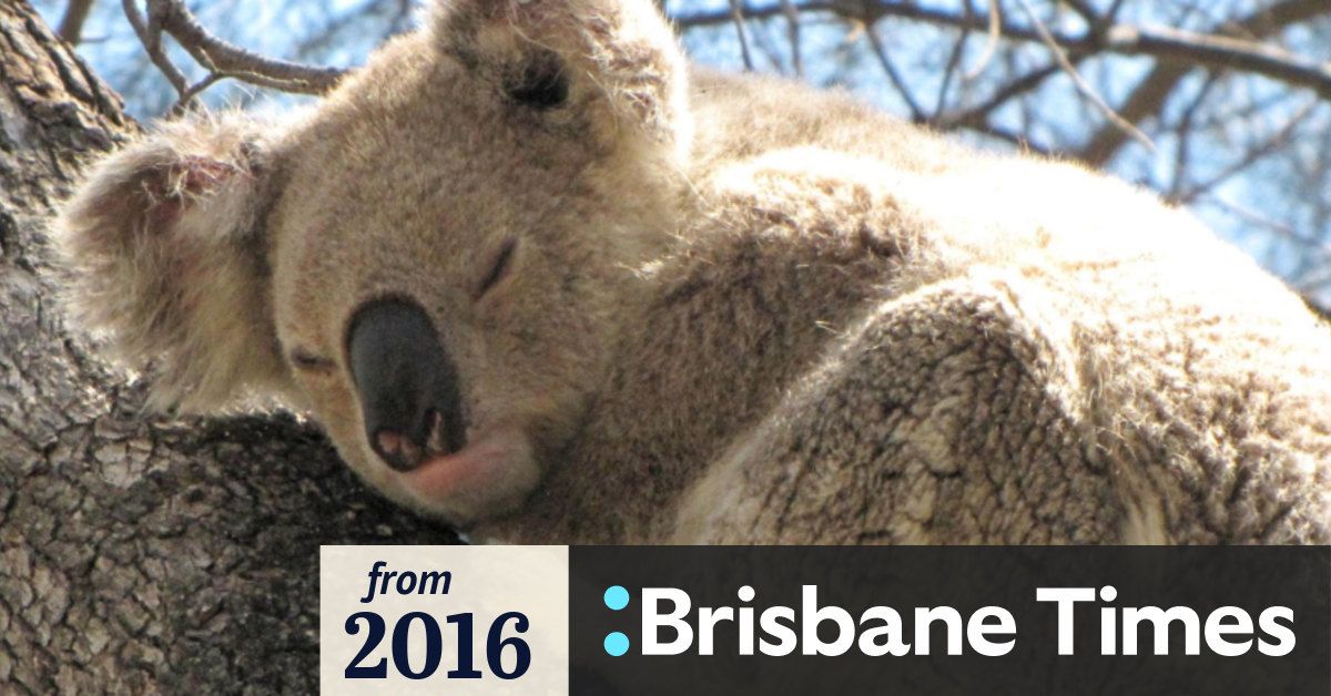 Koala 'ark' or gene pool launched as urban populations collapse
