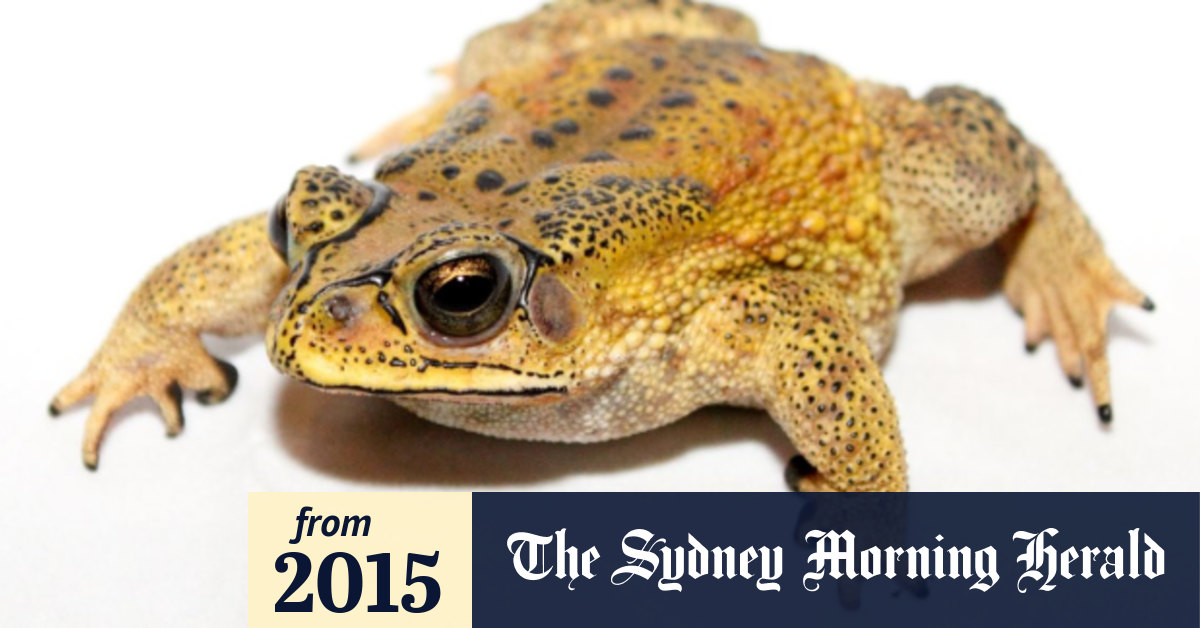 Northern Sydney faces Asian black-spined toad plague