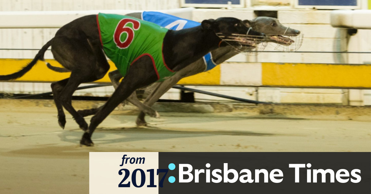Greyhound racing to be banned in Canberra from next April