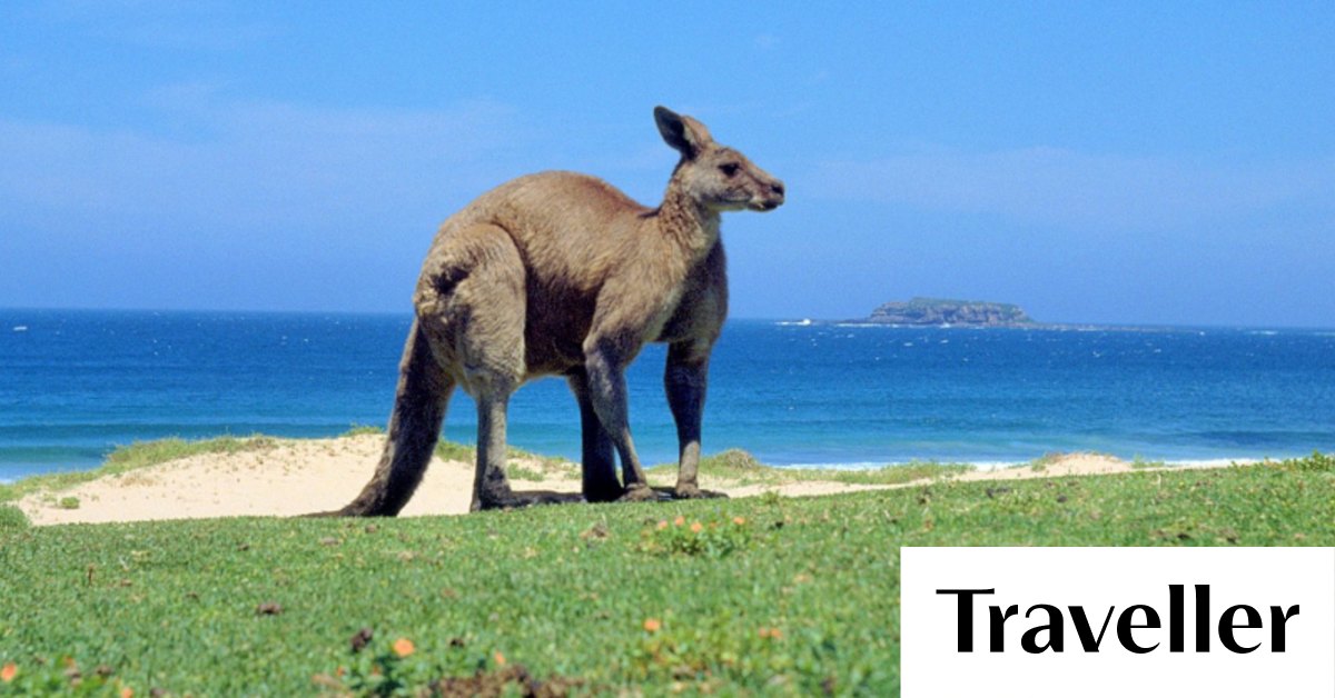 The ten best Australian beaches to see wildlife