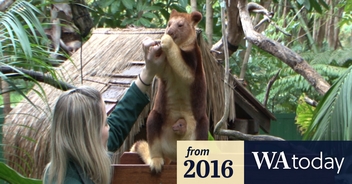 Perth Zoos shows off first tree kangaroo birth in 36 years