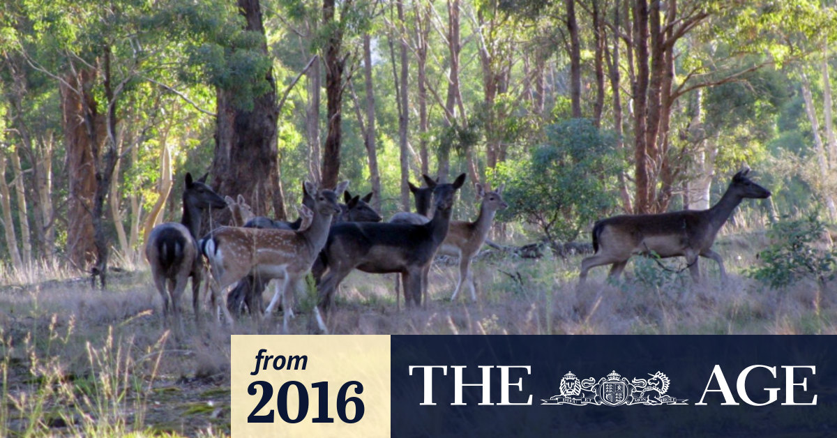 Deer sightings becoming increasingly common in suburban Melbourne