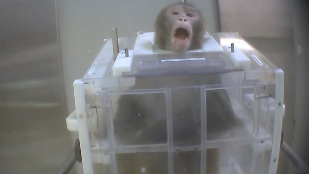 Monkeys misused in British experiments despite legal protection: anti ...
