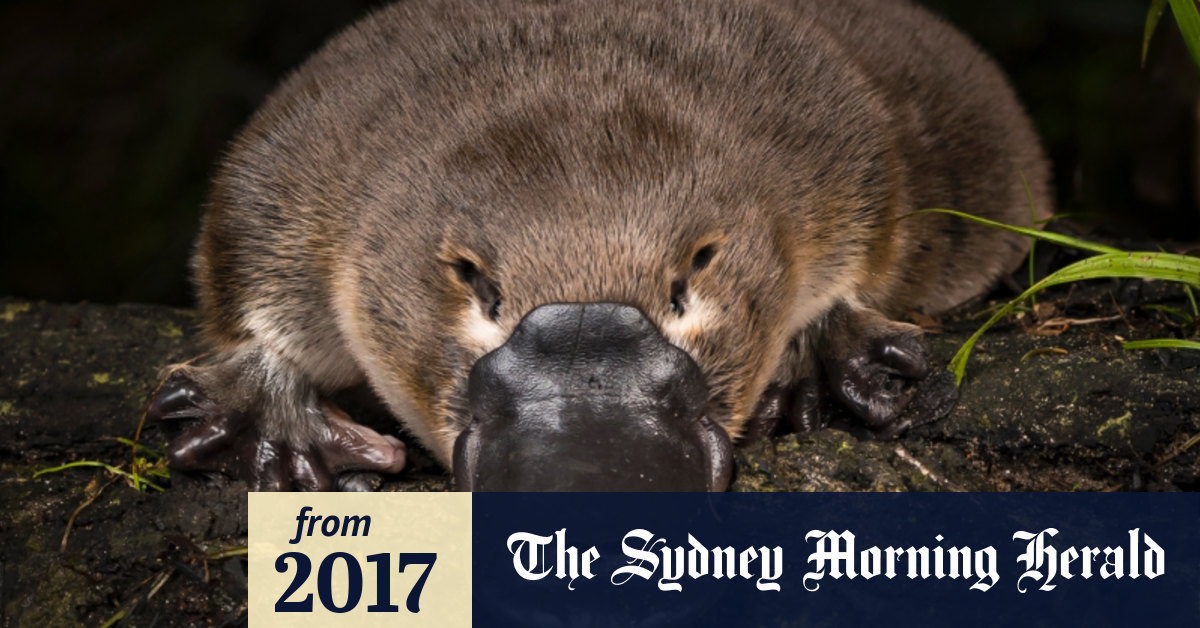 Platypus experts warn of localised extinctions and declining population