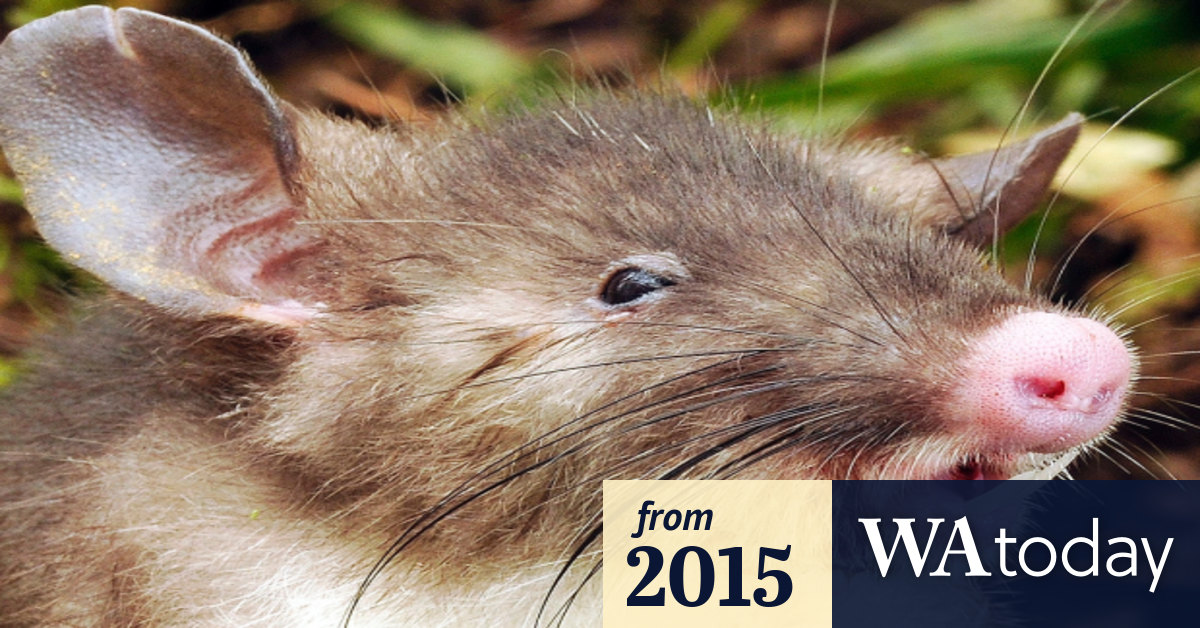 Meet the newly discovered hog-nosed rat
