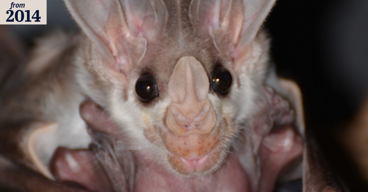 Ghost bat pup born into Taronga Zoo's night sky