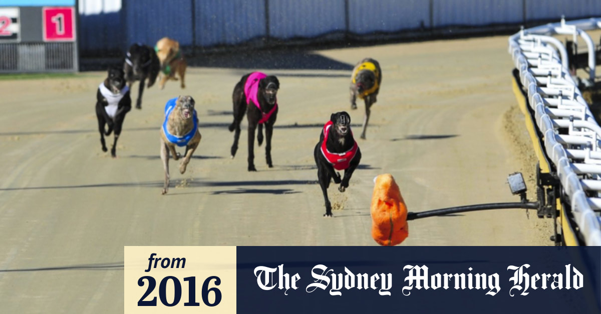 Canberra greyhound club members united in bid to fight sport's ban