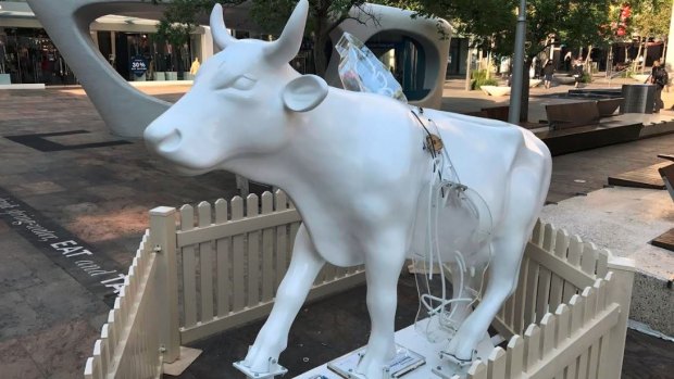 Udder disaster: statue vandalised just days into Perth's CowParade