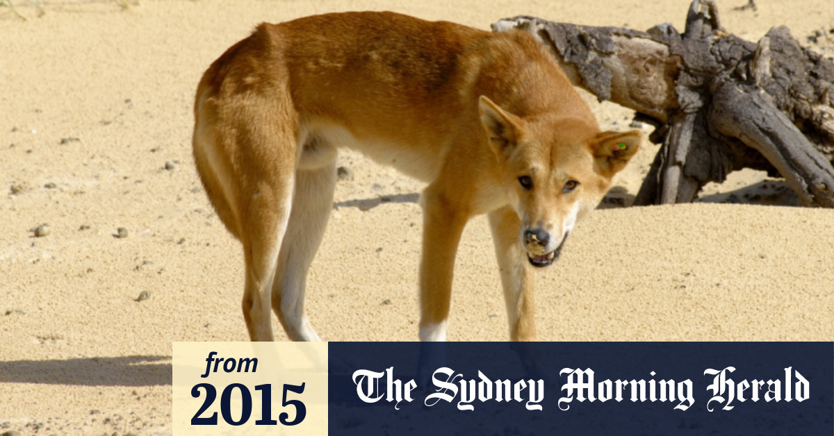 Dingo doing more than its share to protect native species