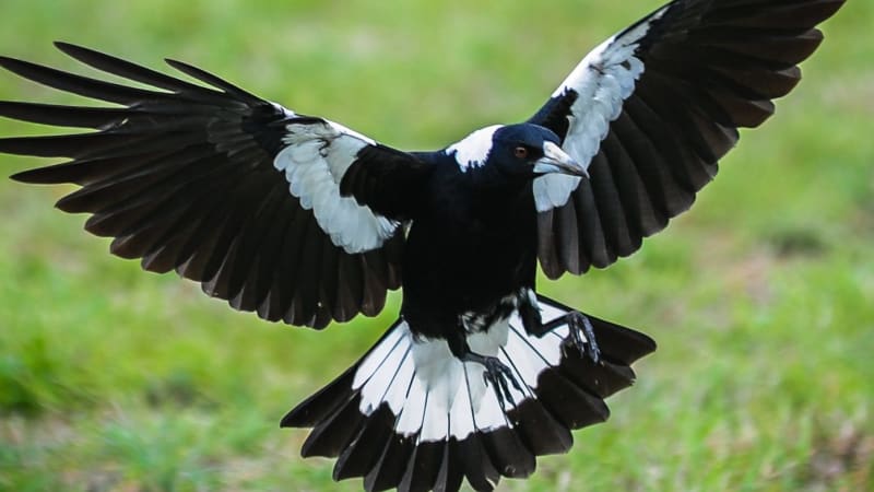 How to avoid a swooping magpie: Five common defences - and whether or ...
