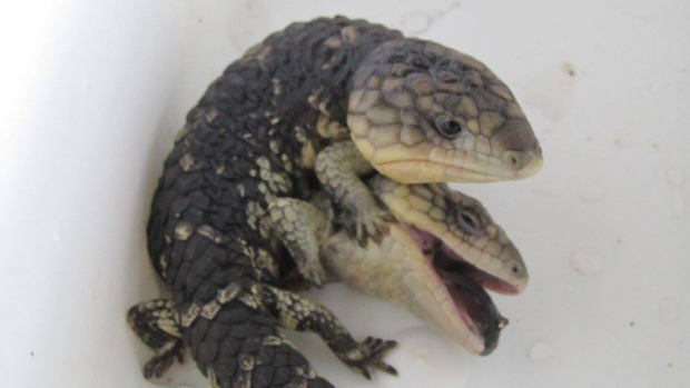 Two-headed, four-armed bobtail born in Dunsborough backyard