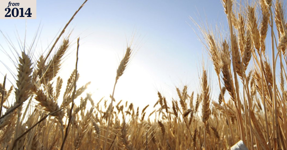 Graincorp's profits drying up with drought