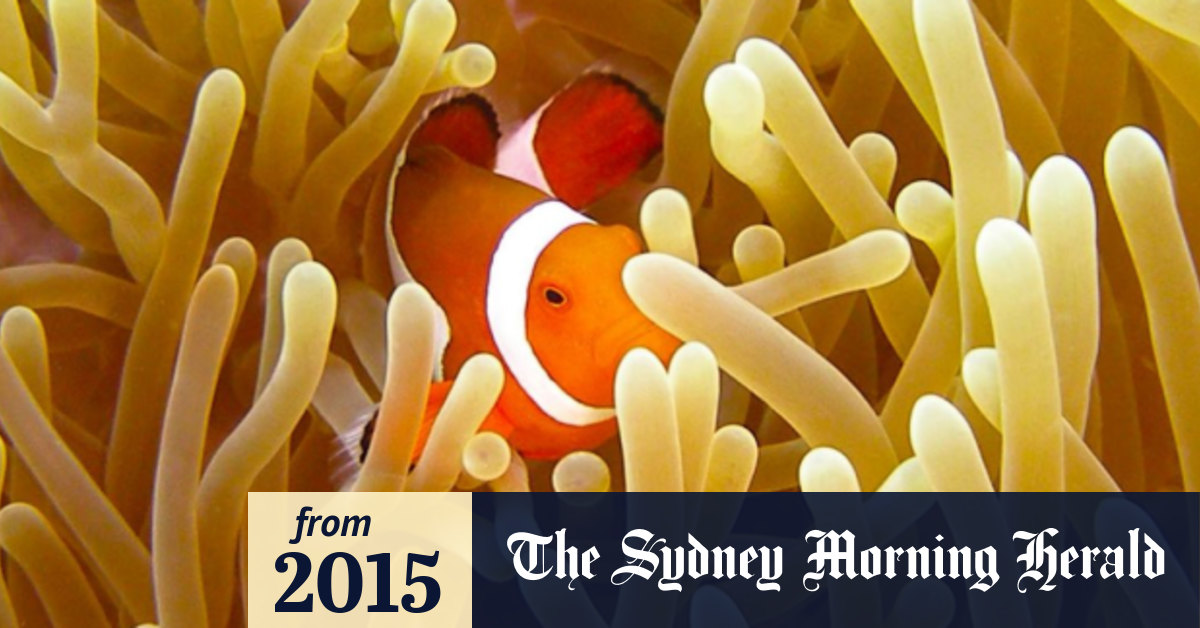 Nemo and cousins are a rare sight on the Great Barrier Reef, study finds