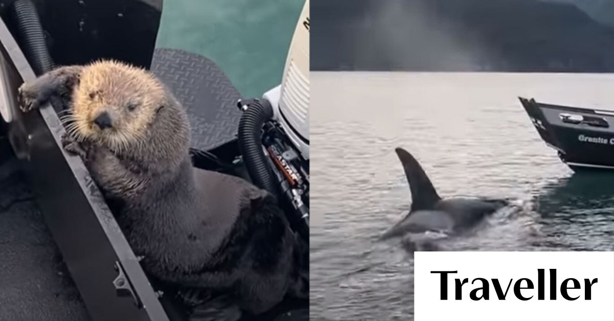 Otter escapes orca by leaping into boat in Alaskan bay