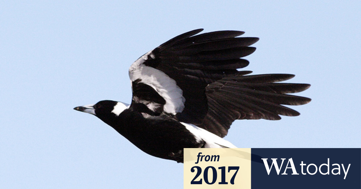 Magpie killed after swooping attacks on toddlers at Whiteman Park