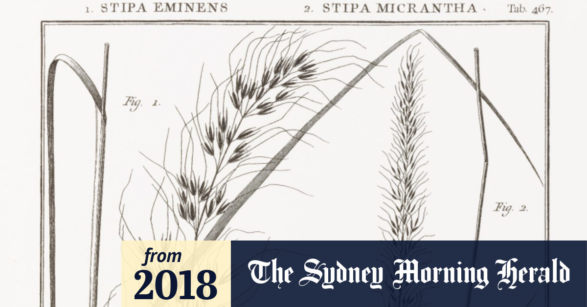 Exhibition celebrates great botanical expedition of the Spanish ...