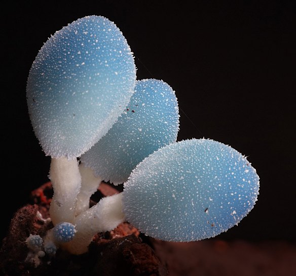 Shooting mushrooms takes snapper Steve Axford to Russia