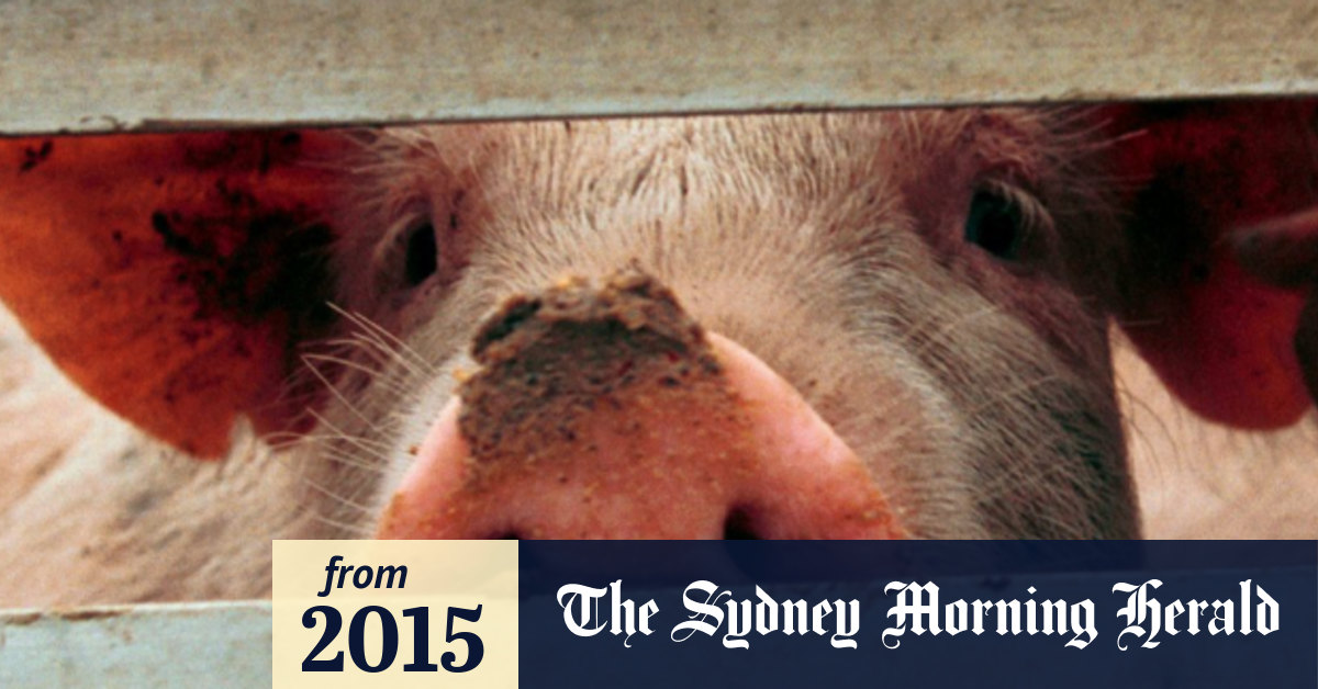 500 pigs die from heat stress at NSW piggery