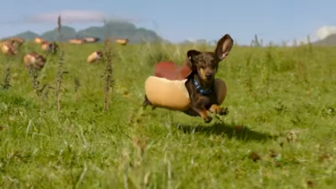 Super Bowl 50 commercial features stampede of dachshunds dressed as hot ...