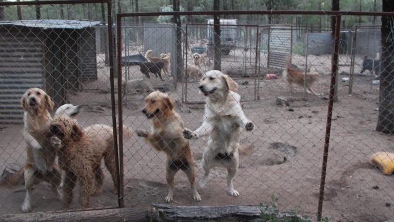 RSPCA raids NSW puppy farm