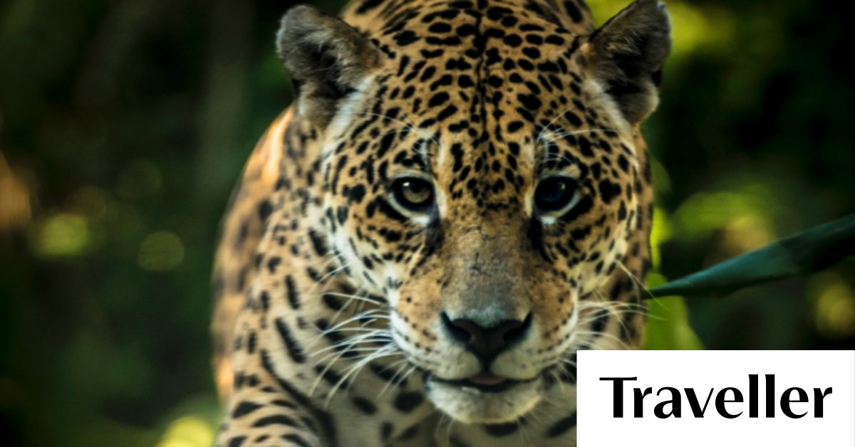 Peruvian Amazon retreat: Dodging jaguars and piranhas