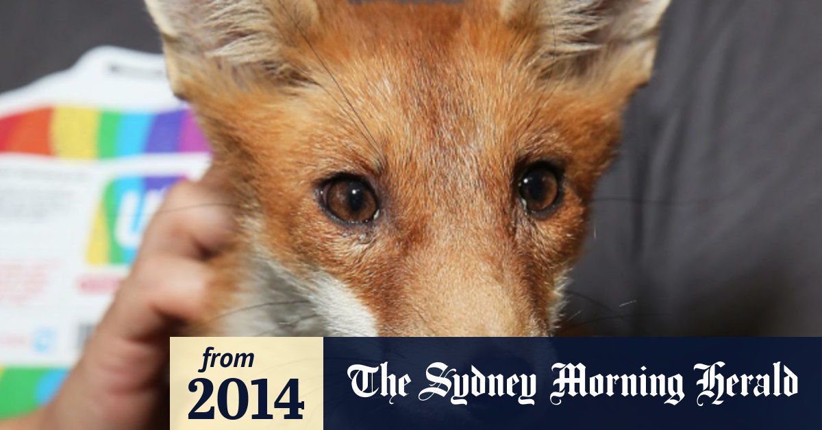 The fox who escaped an execution order - meet Cherry - the luckiest fox ...