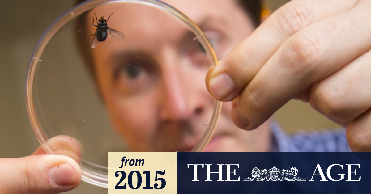 The Great Australian Fly documentary dissects our iconic pest