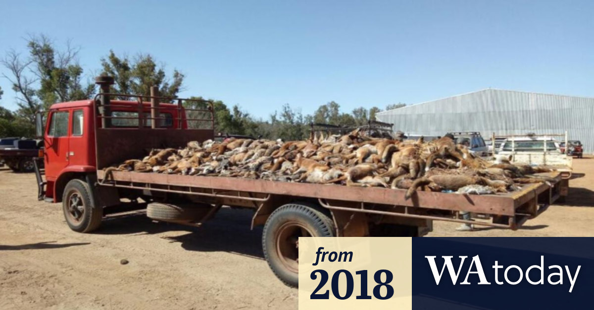 The slow death of 1080 bait: How WA is taking pest control into their ...