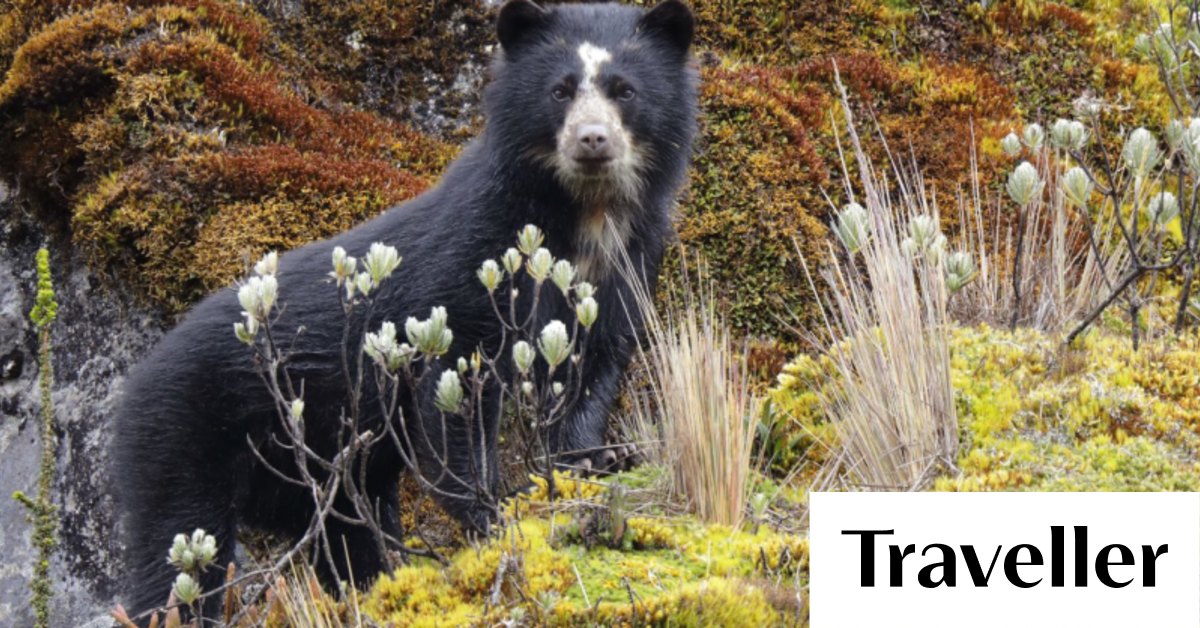 Imbabura province, Ecuador: Where to find the spectacled bears of South ...