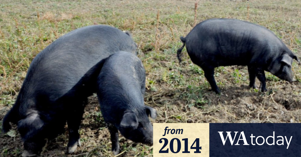 GPS tracking of feral pigs in WA bushland