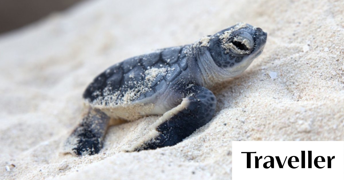 Turtle Island, Fiji: Hatching a plan on an island paradise