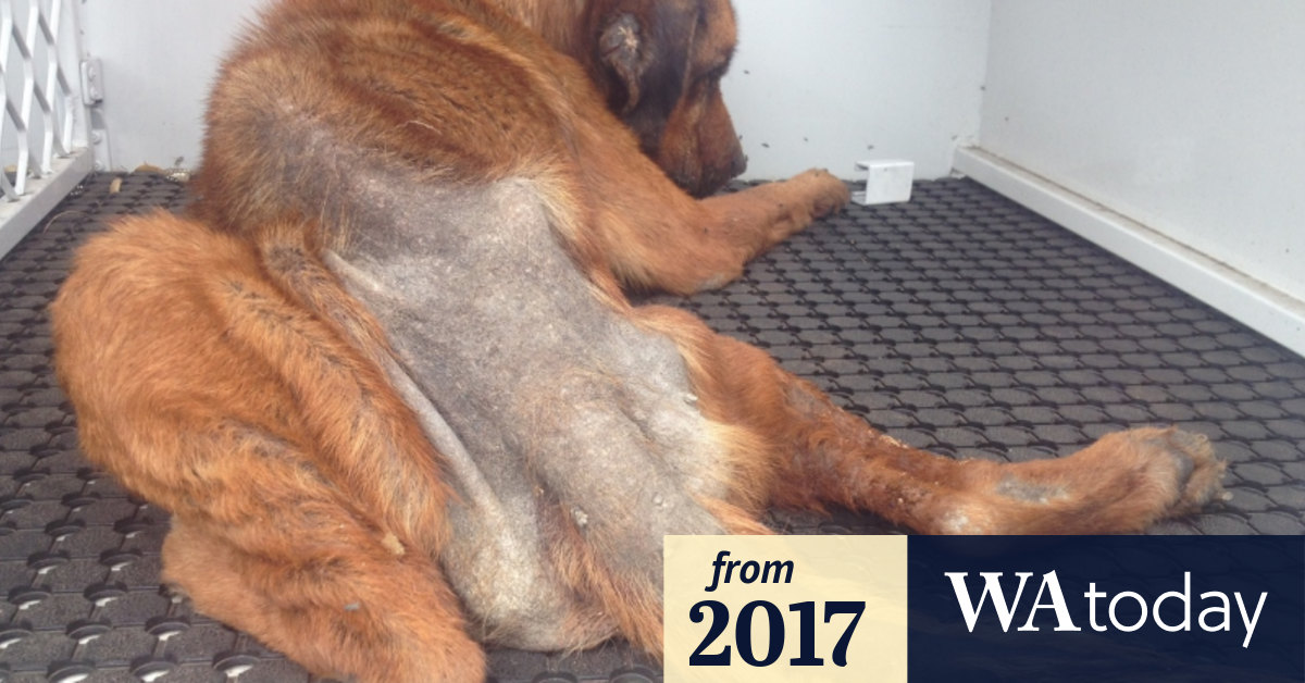 Gosnells man fined for animal cruelty after pet dogs found riddled with ...