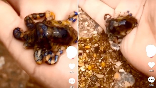 Blue ringed octopus video: Tourists picks up deadly creature with hands