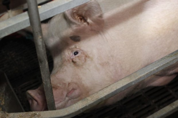 Lucent shines light on life of pigs from conceptio... - News - Farm ...