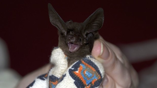 UQ researchers find bat thought extinct for 120 years